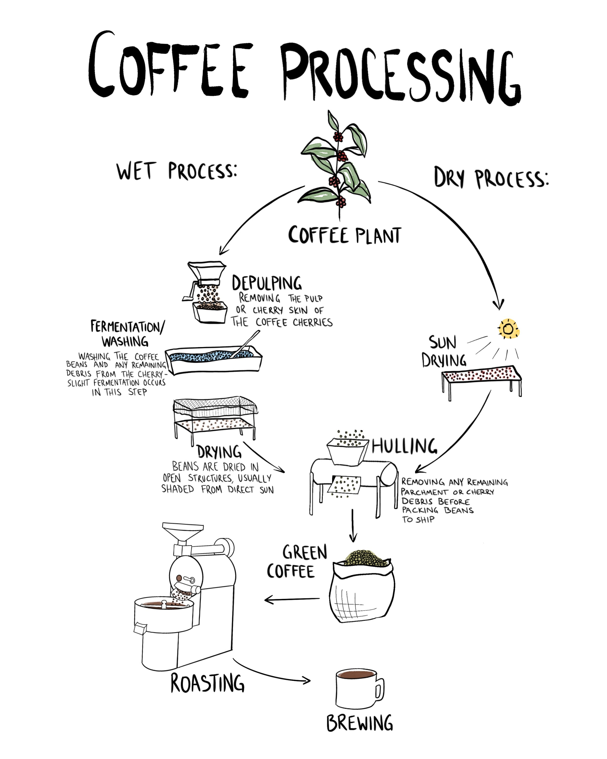 Coffee Processing – Captain + Stoker